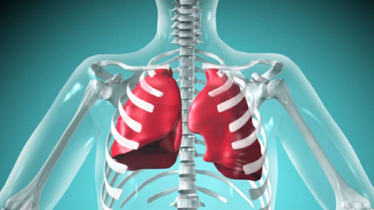 शरीर के 10 अंग जिनके बिना भी आप जी सकते हैं जाने पूरी जानकारी Socialpur