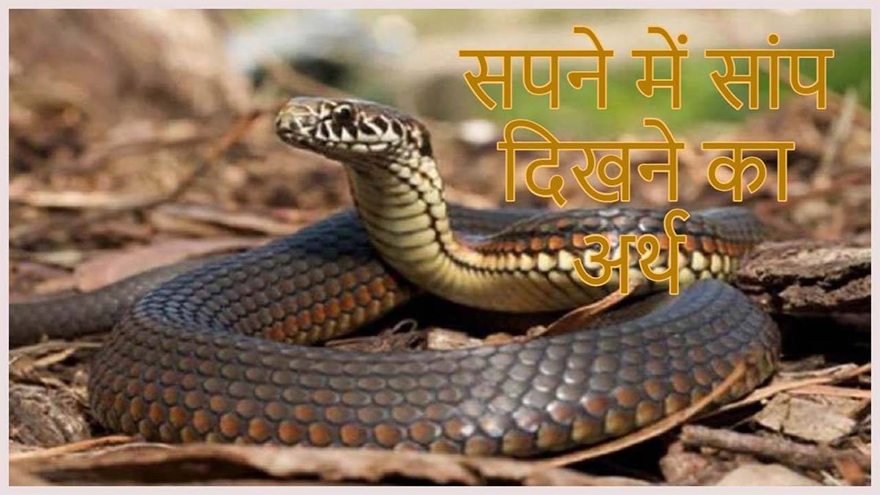 Snake in Dream: सपने में सांप देखना शुभ है या अशुभ जान लो - Socialpur
